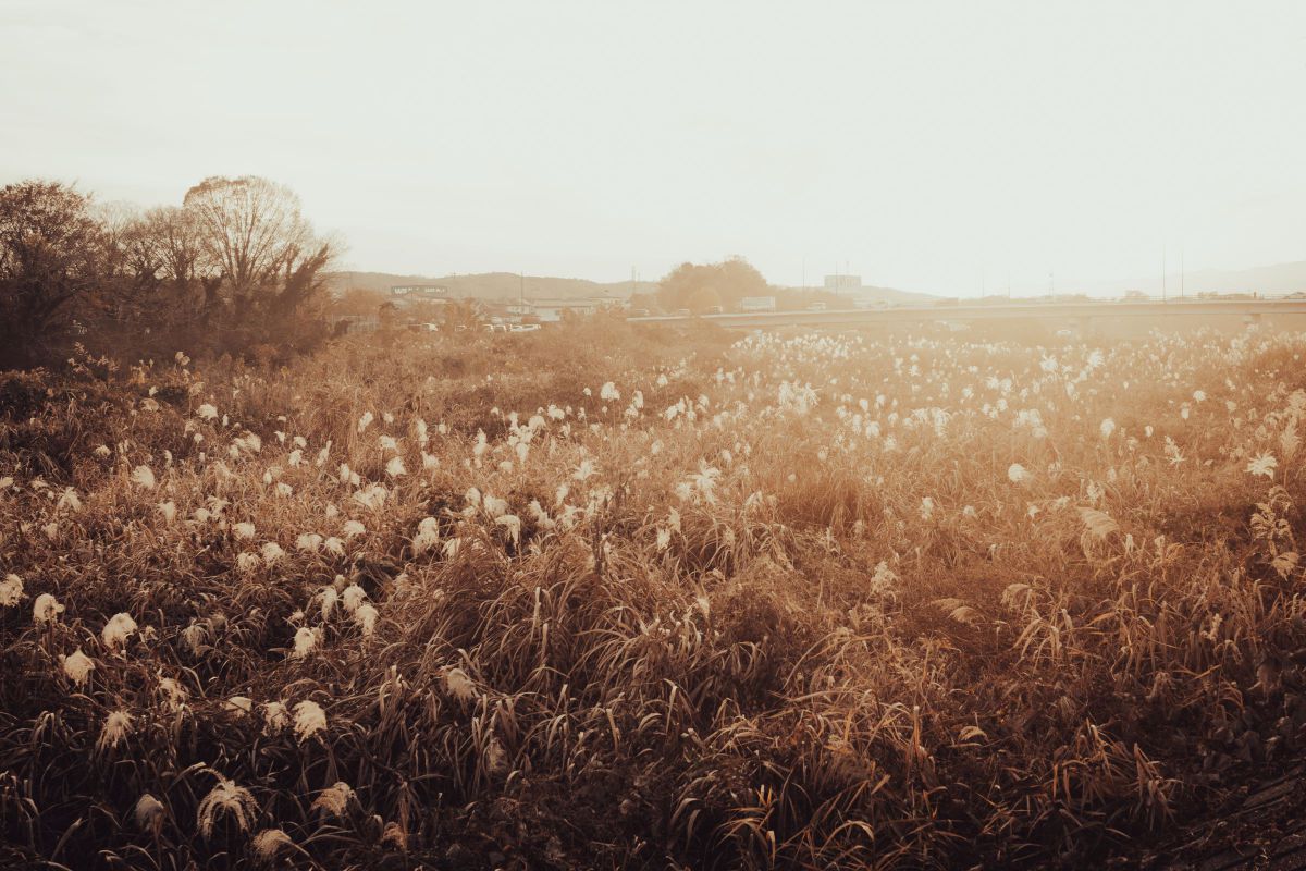 autumn days | GANREF