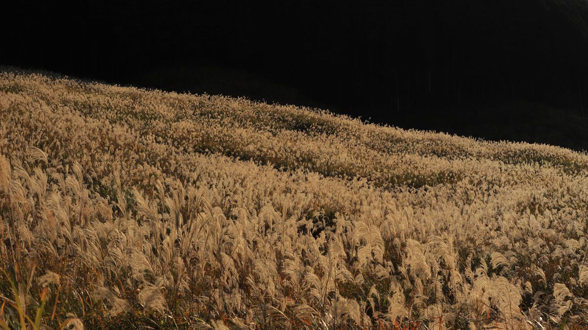 Golden field | GANREF