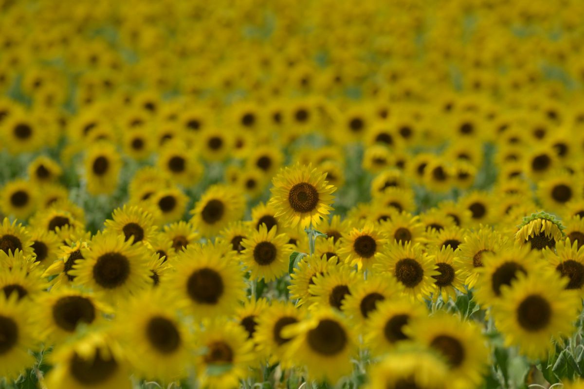 ひまわり | GANREF