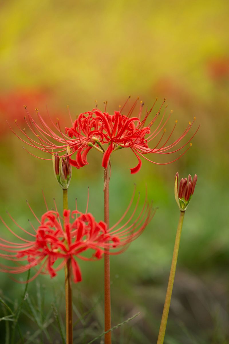 IMG_2315.jpeg | GANREF