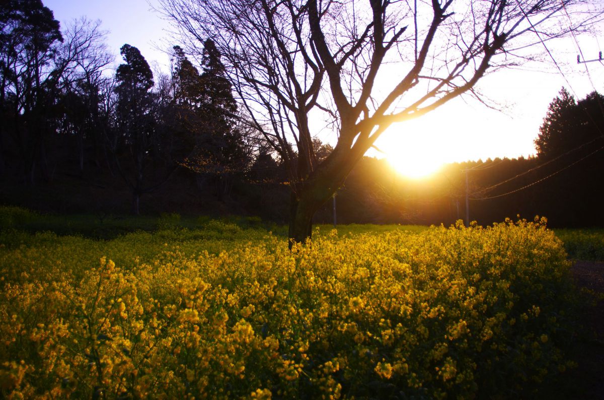 朝日を浴びる菜の花 | GANREF