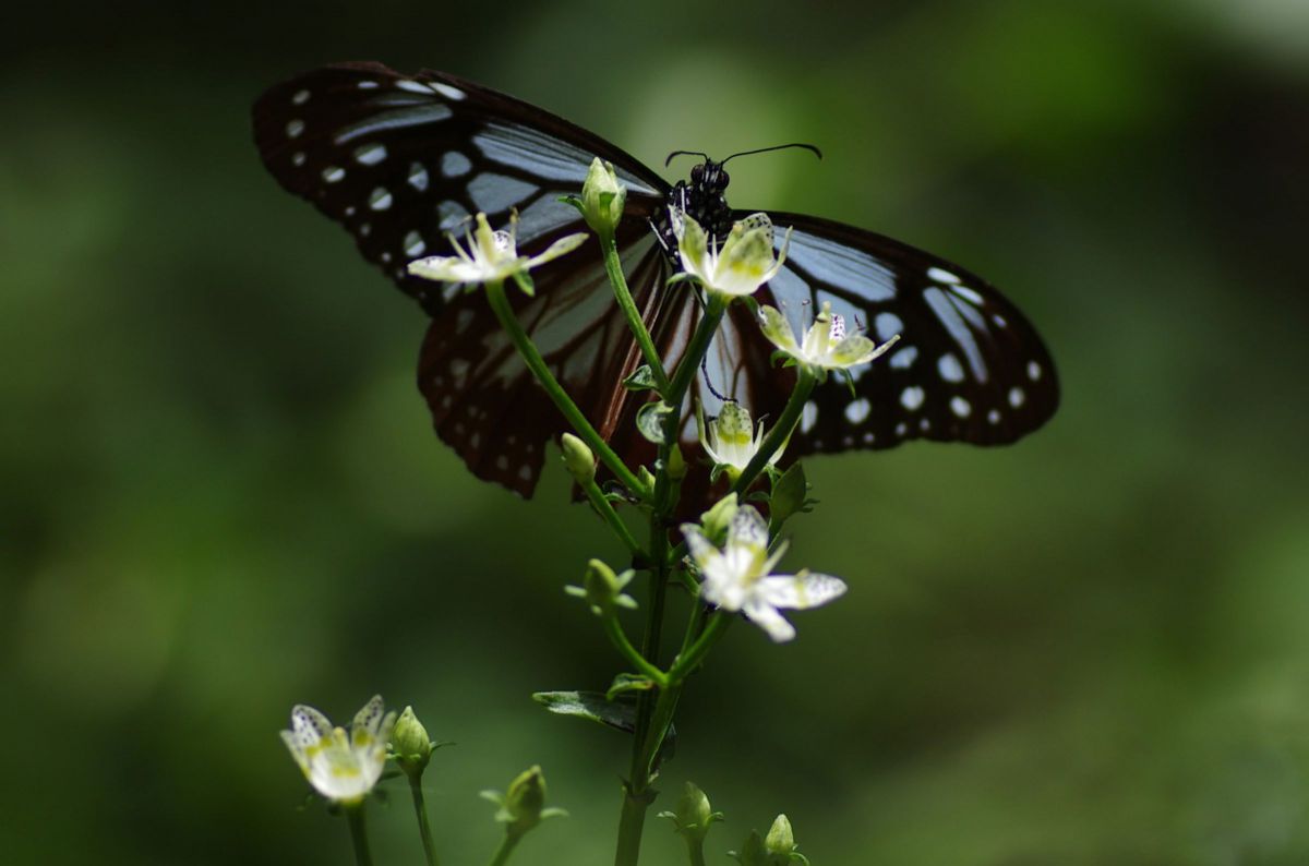 アケボノソウ | GANREF