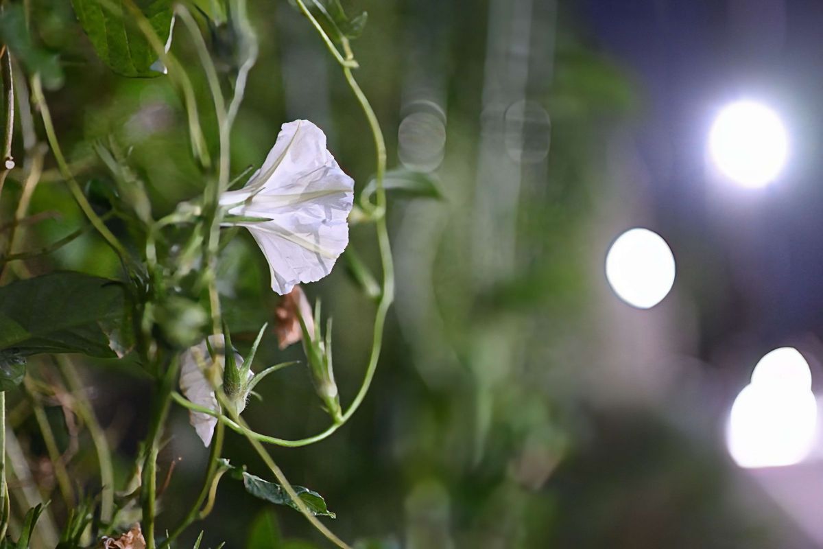 夜の光に向かって | GANREF