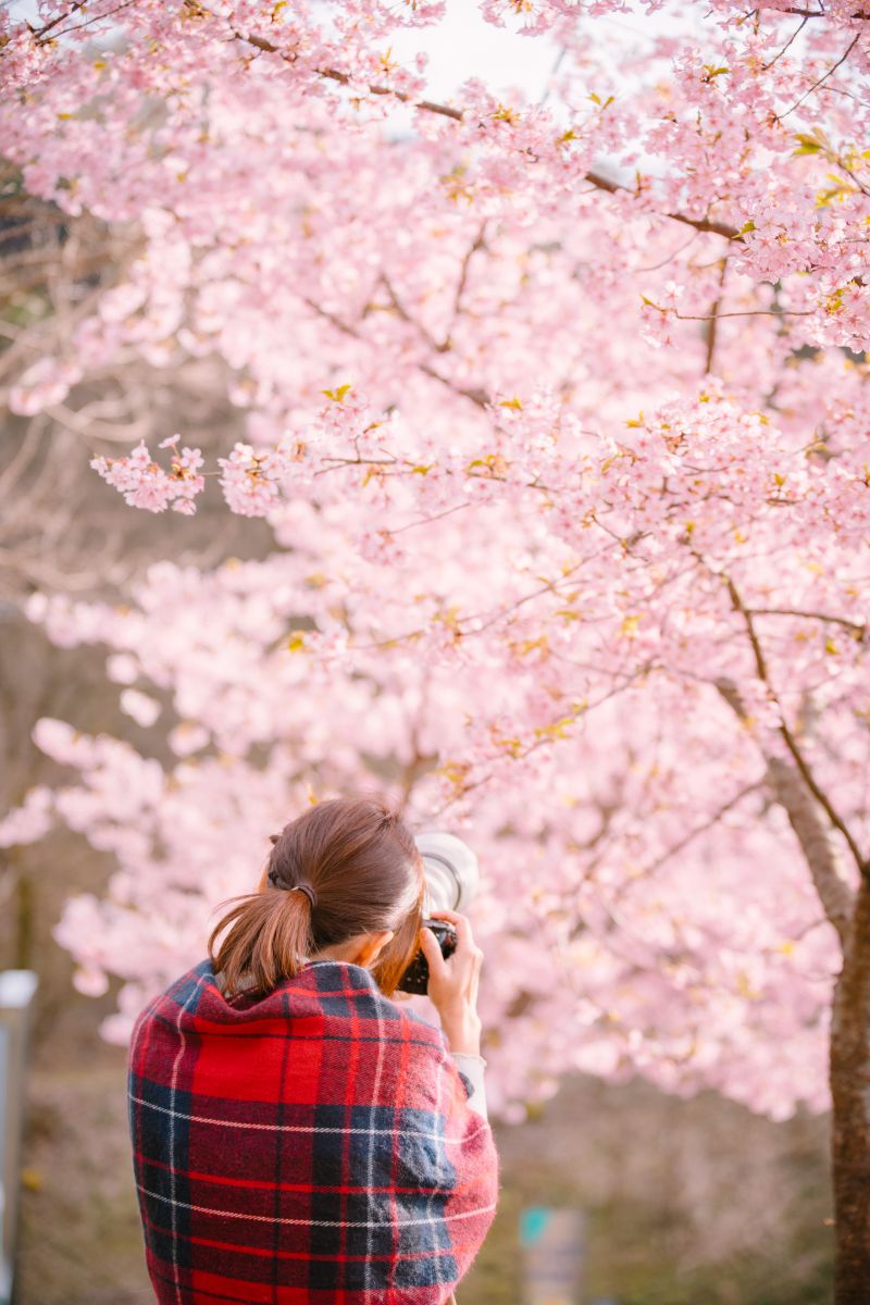 haru ranman | GANREF