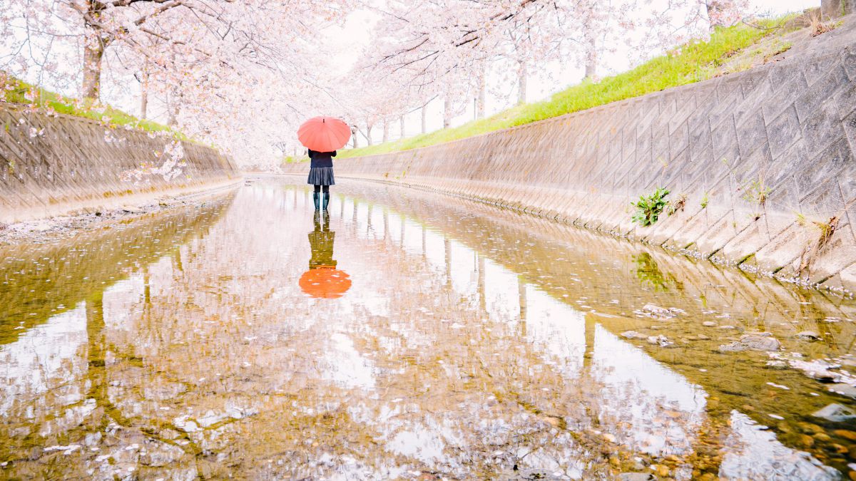 sakura no hana no chiru koro ni | GANREF