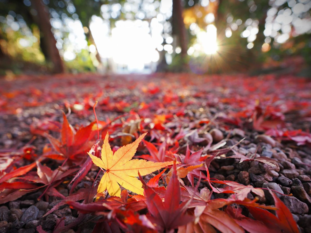 紅葉 2023-47 | GANREF