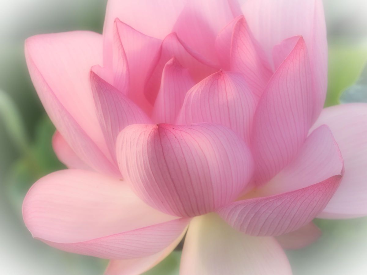 蓮 2025-20 | GANREF