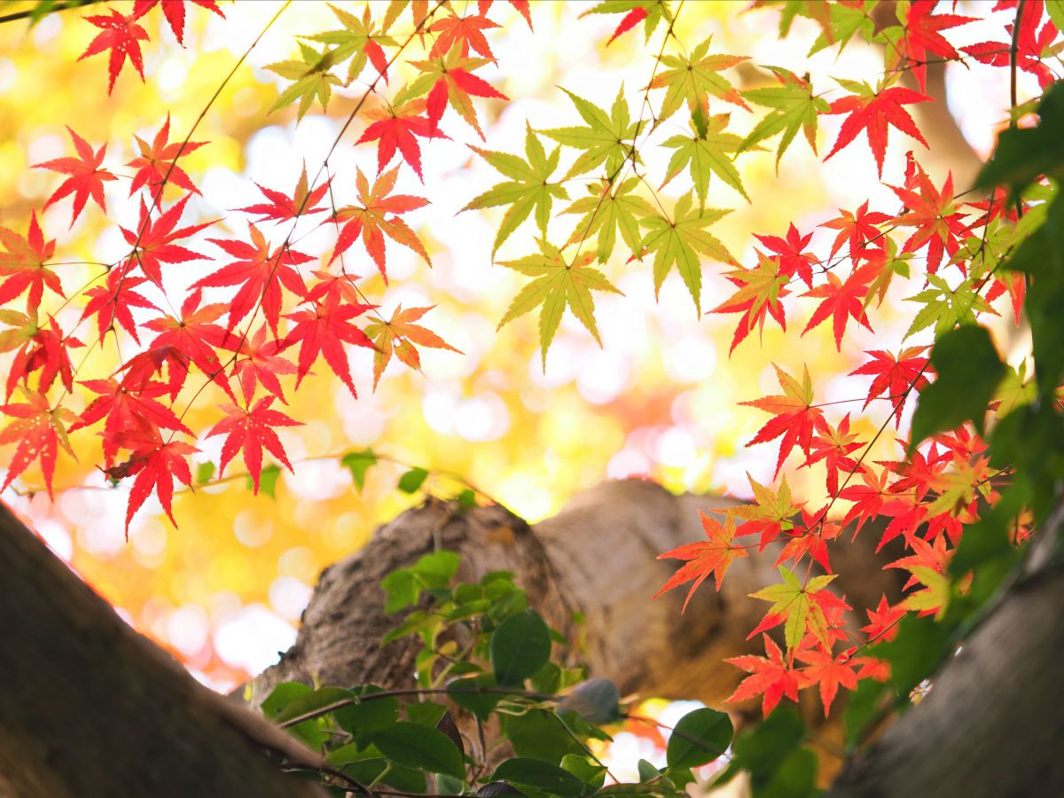 紅葉2022-10 | GANREF