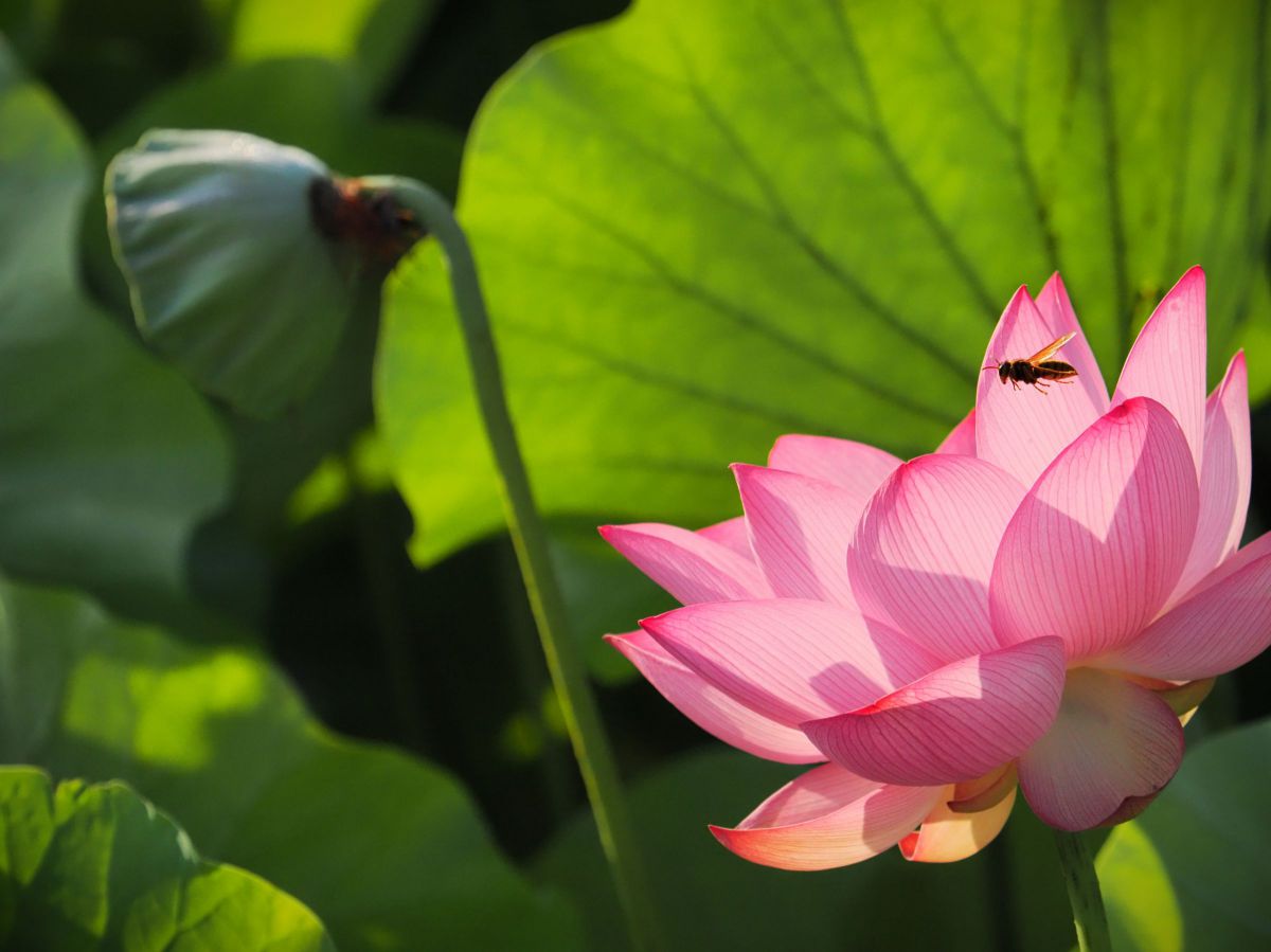 蓮 2025-18 | GANREF