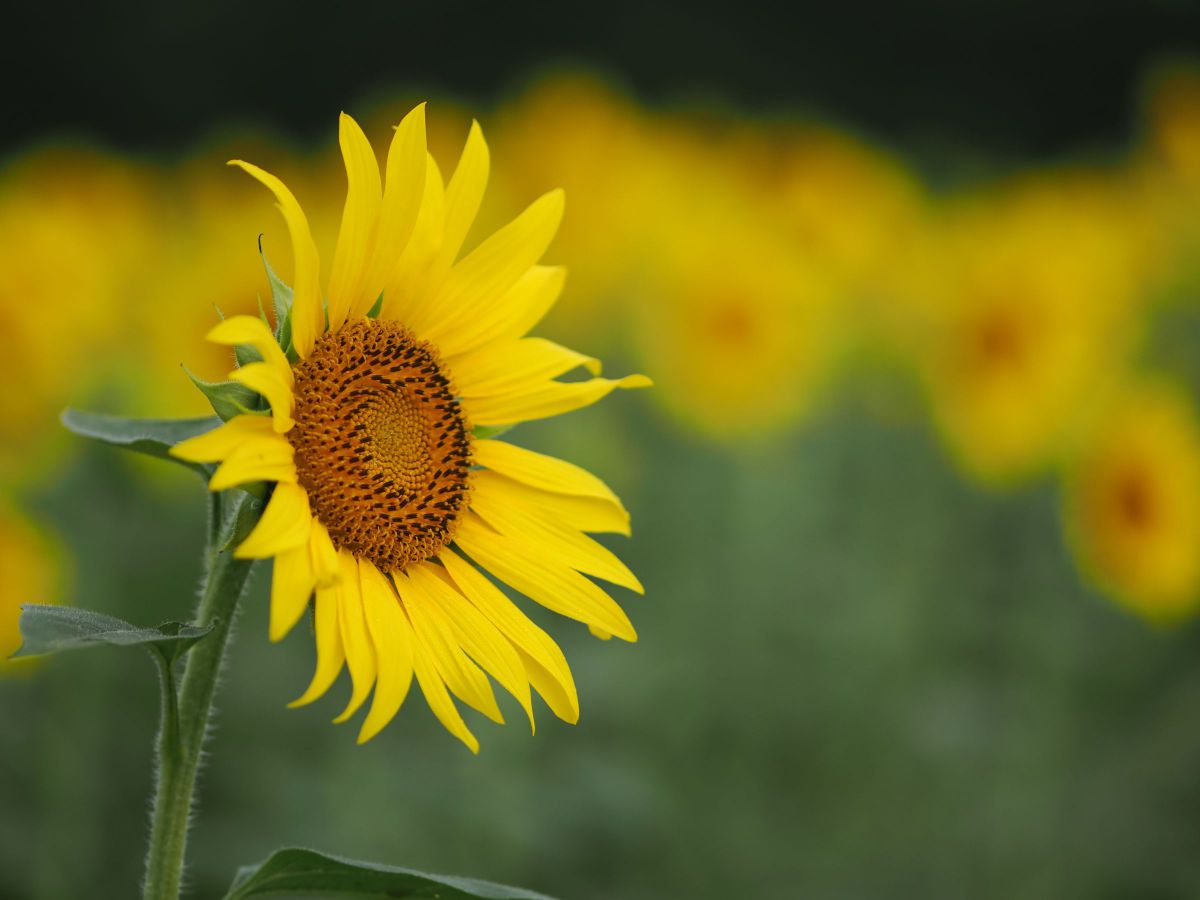 ヒマワリ 2025-10 | GANREF