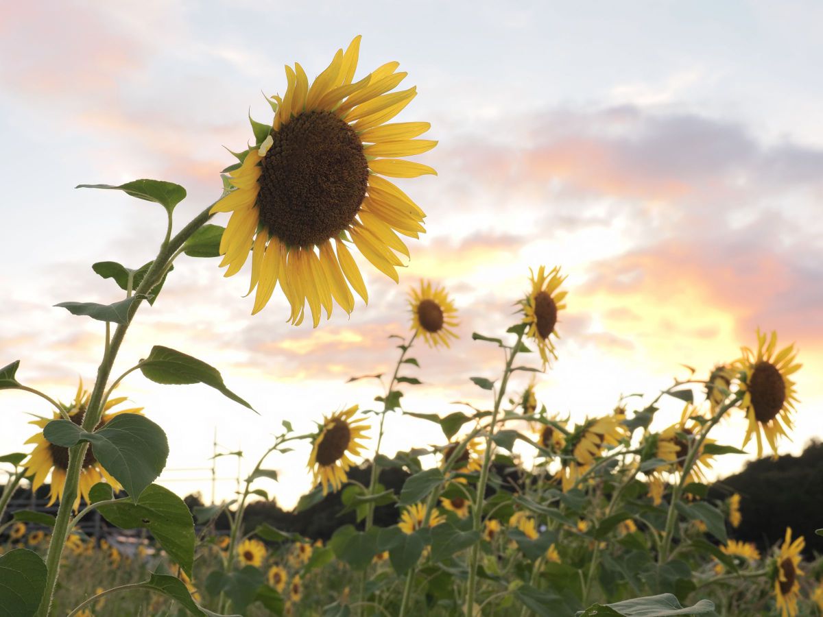 ヒマワリ 2025-6 | GANREF