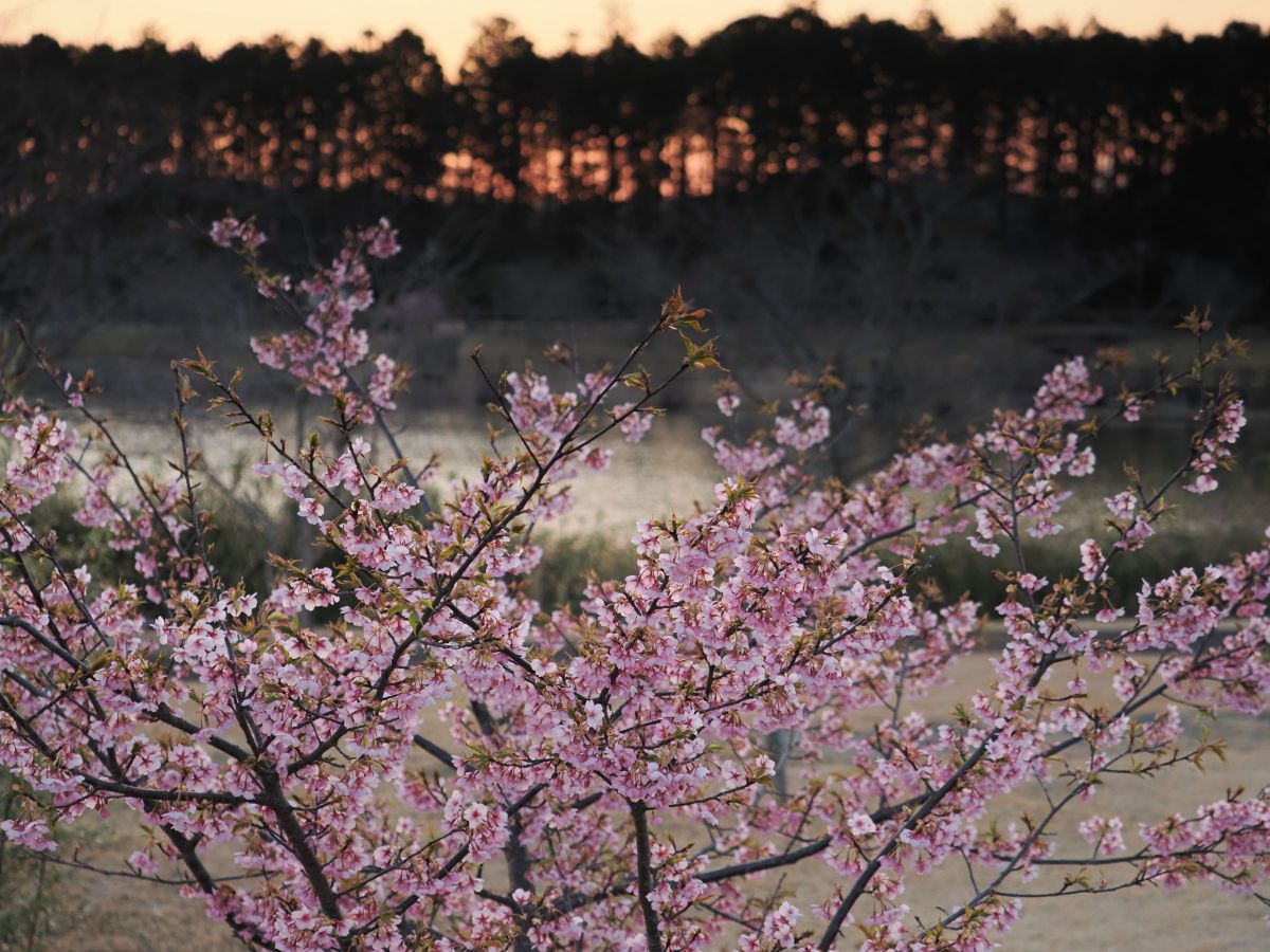 桜 2025-11 | GANREF