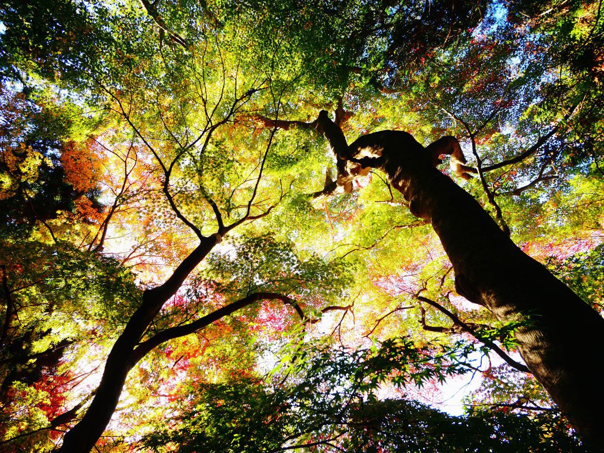 紅葉 2023-32 | GANREF