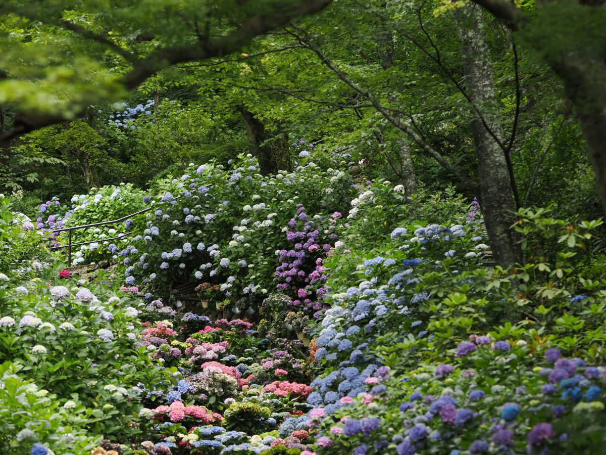 紫陽花 2025-16 | GANREF