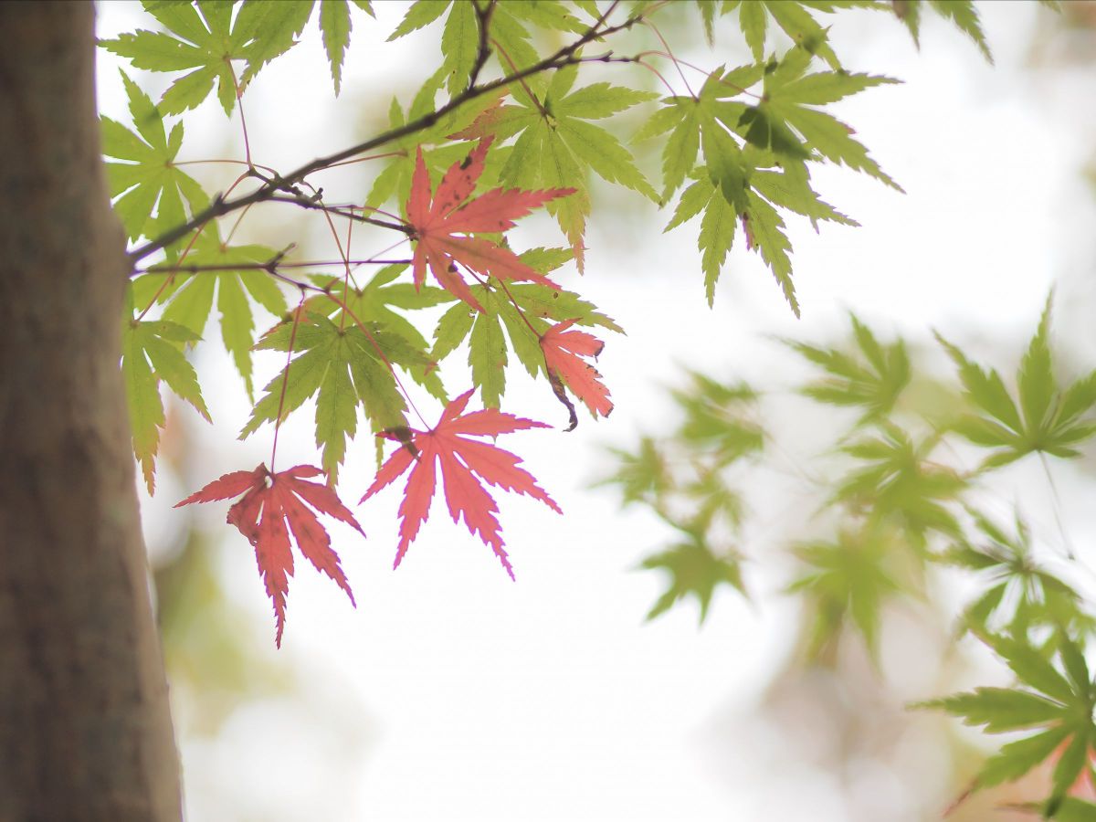 紅葉 2023-13 | GANREF