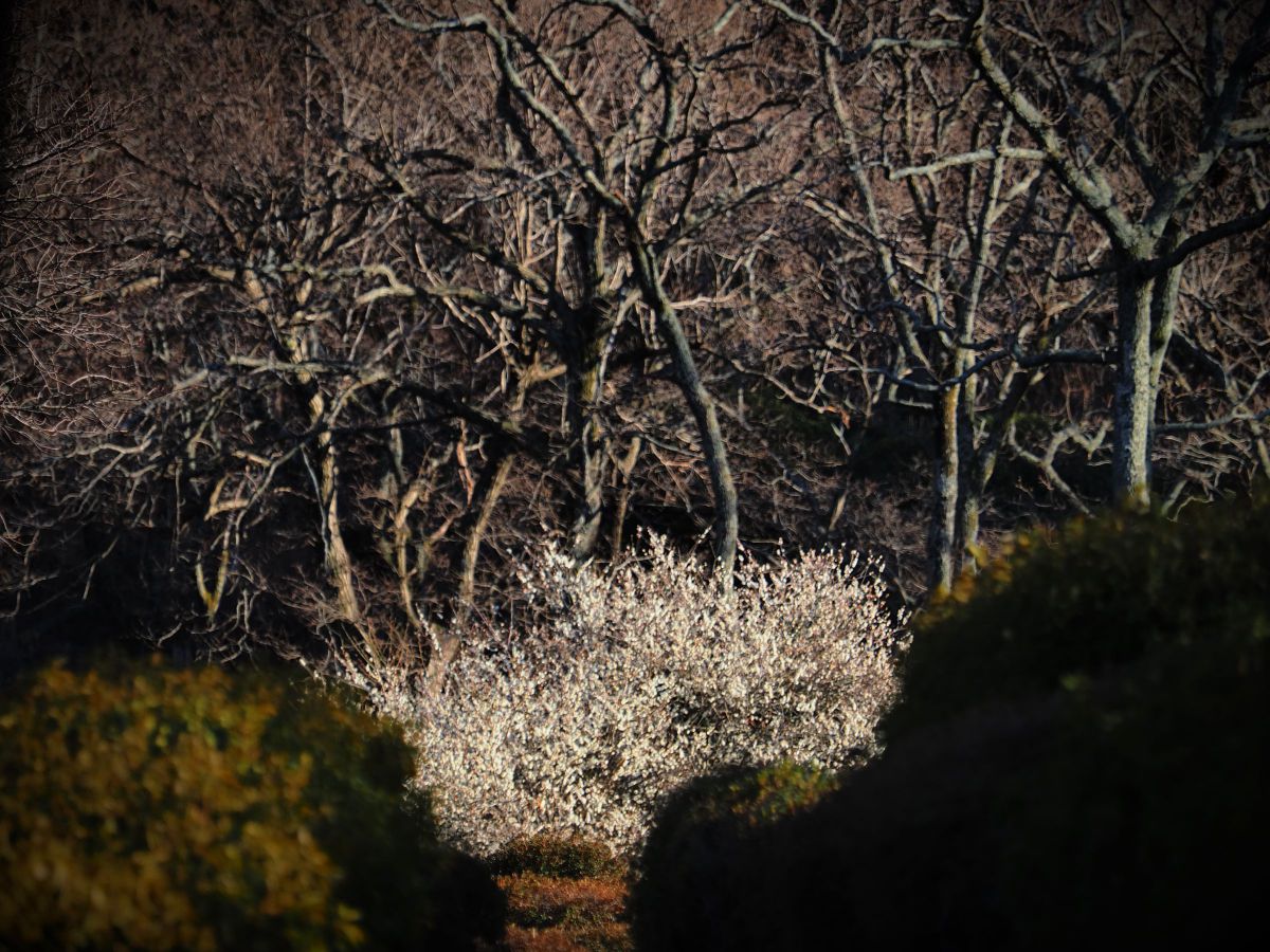 梅 2025-15 | GANREF