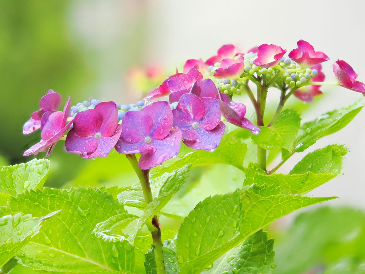 紫陽花 2024-19 | GANREF