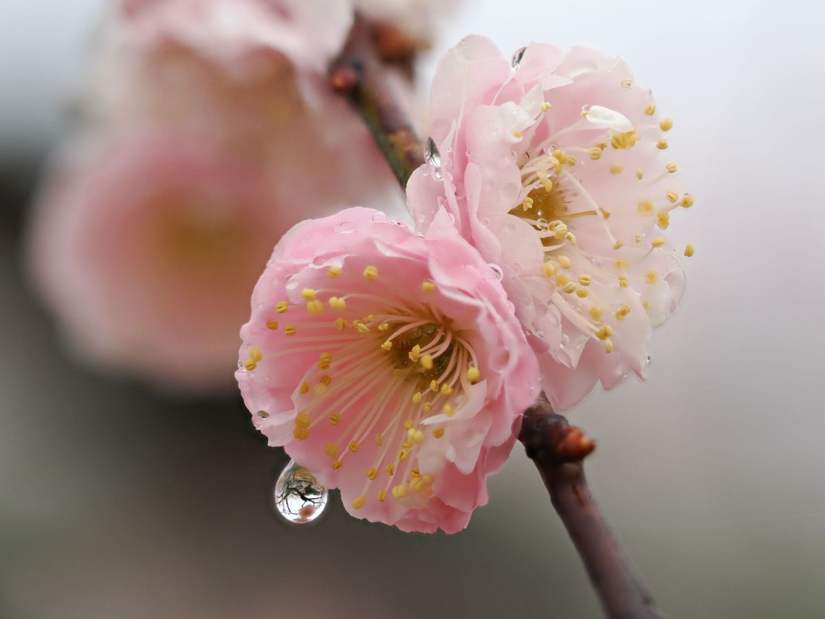 梅 2025-21 | GANREF