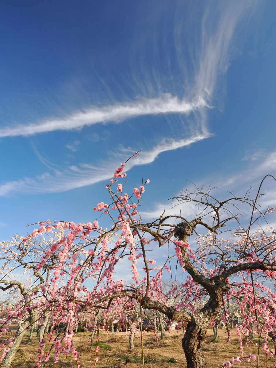 梅 2025-20 | GANREF