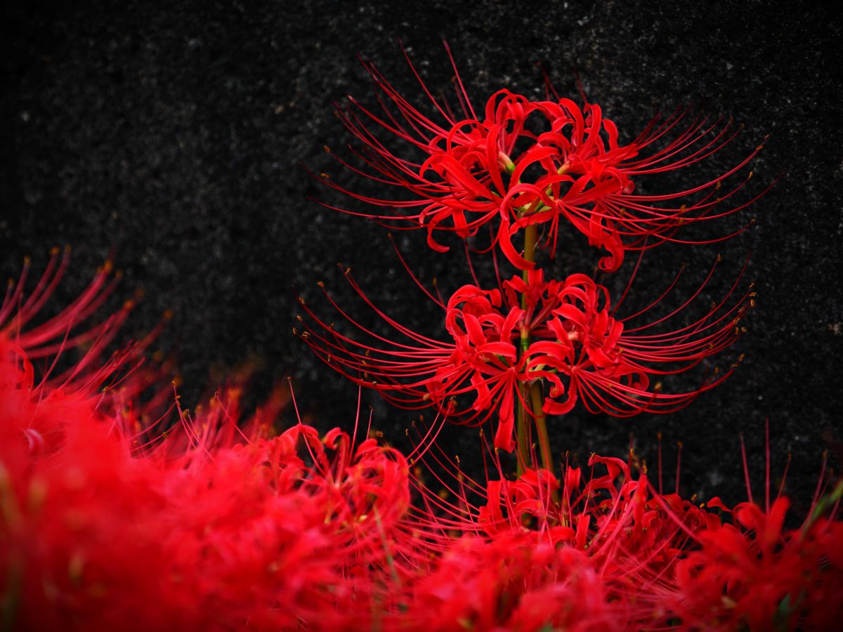 彼岸花2024-6 | GANREF