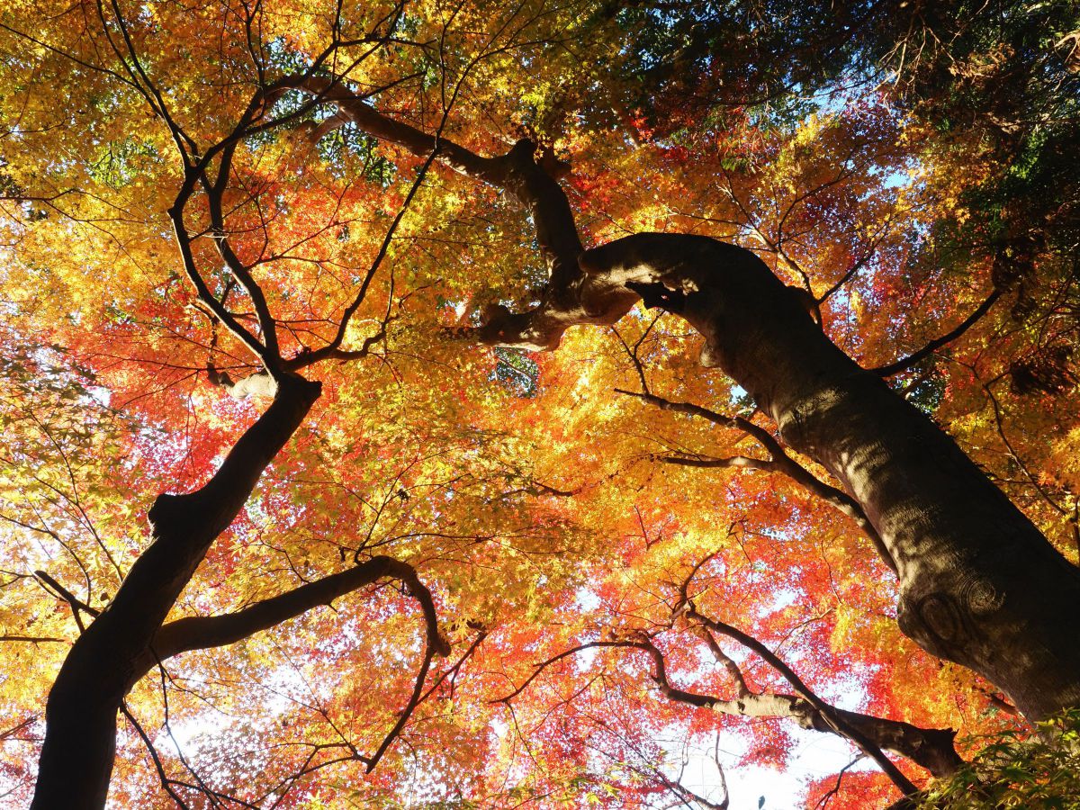 紅葉 2024-24 | GANREF