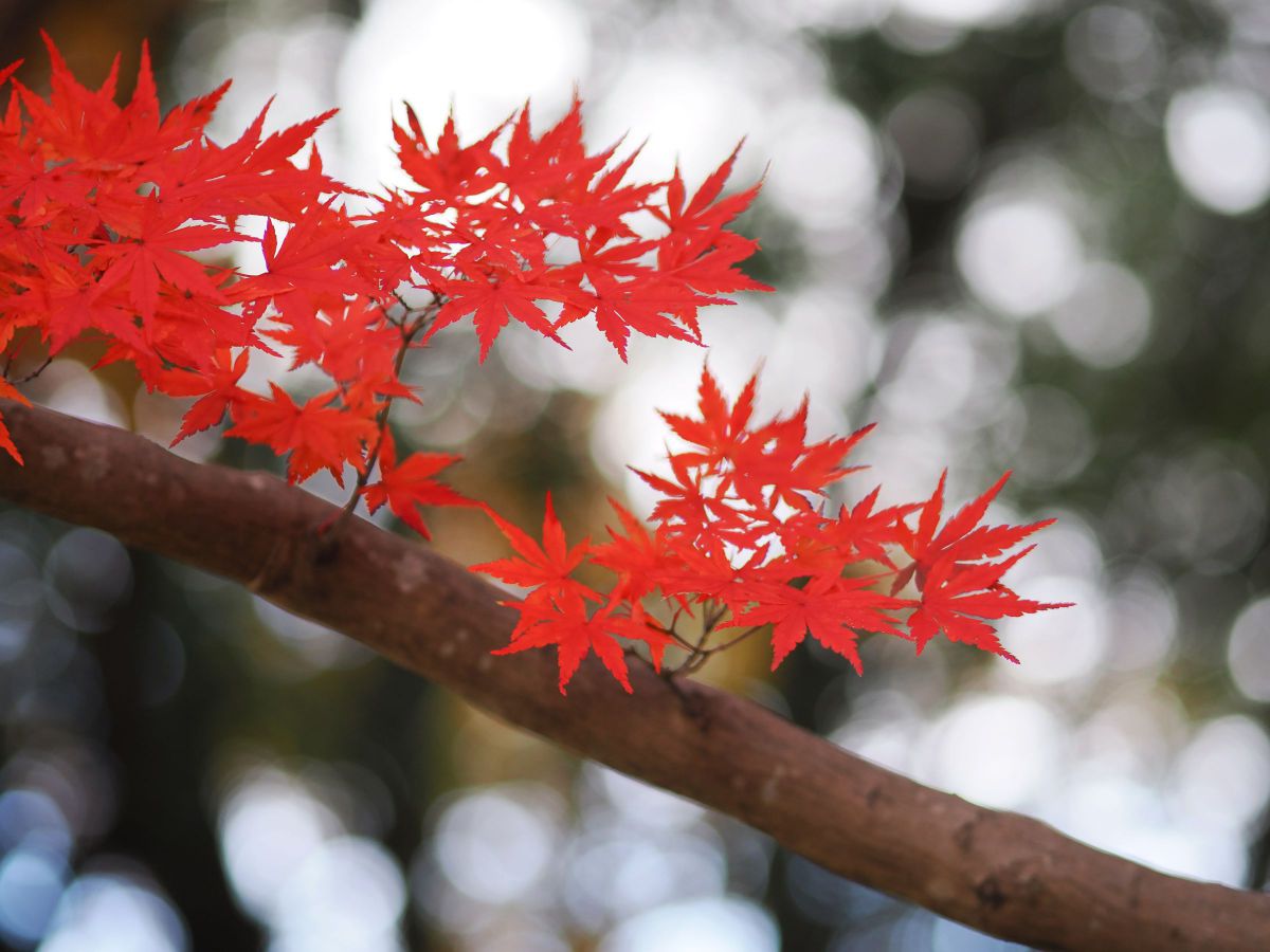 紅葉 2024-14 | GANREF