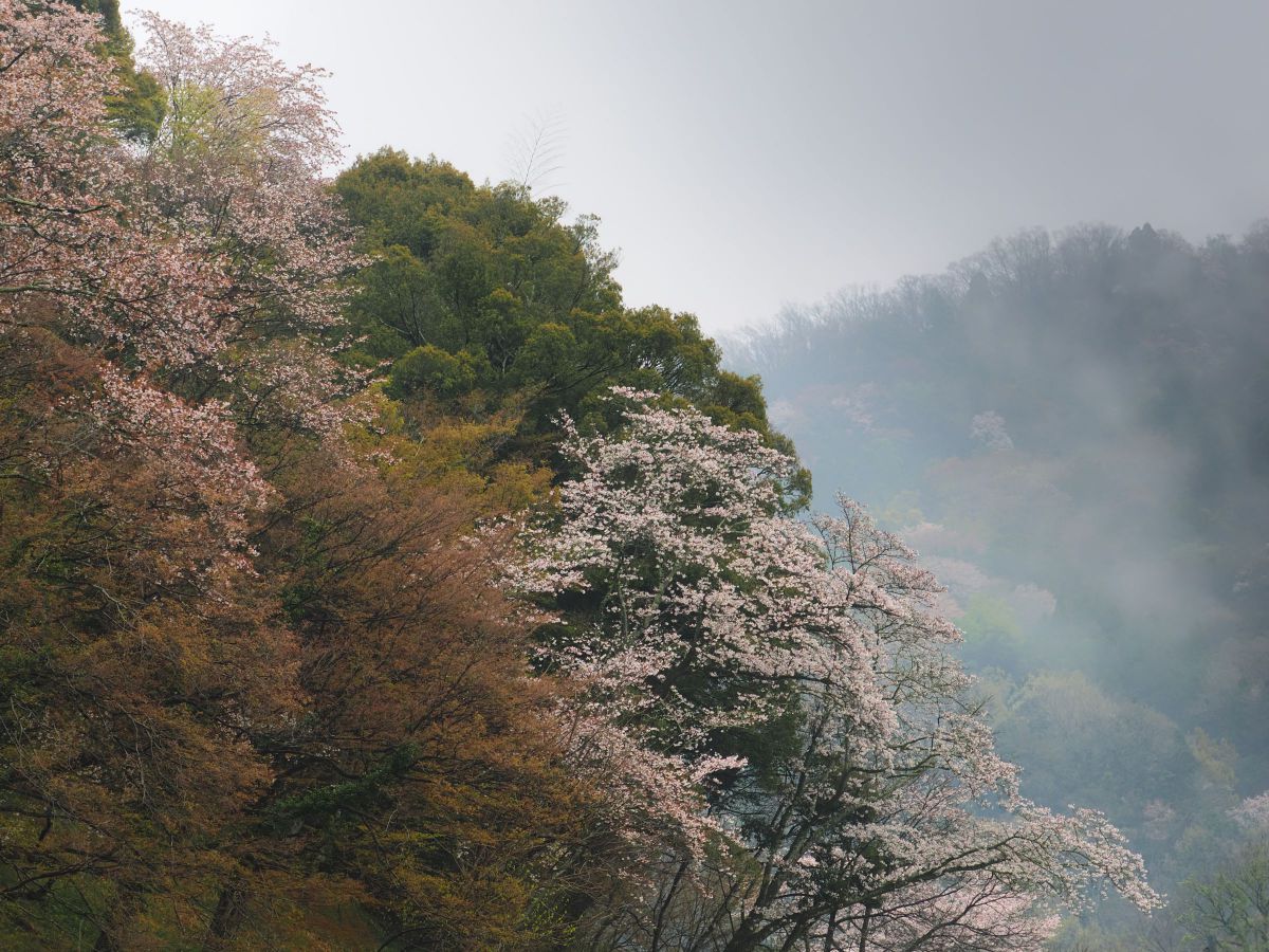 桜 2024-29 | GANREF