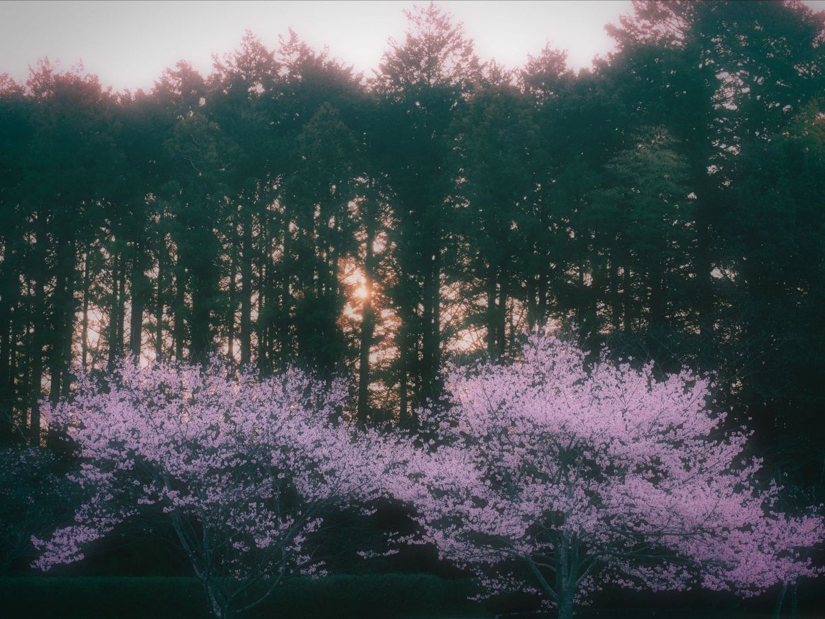 桜 2025-16 | GANREF