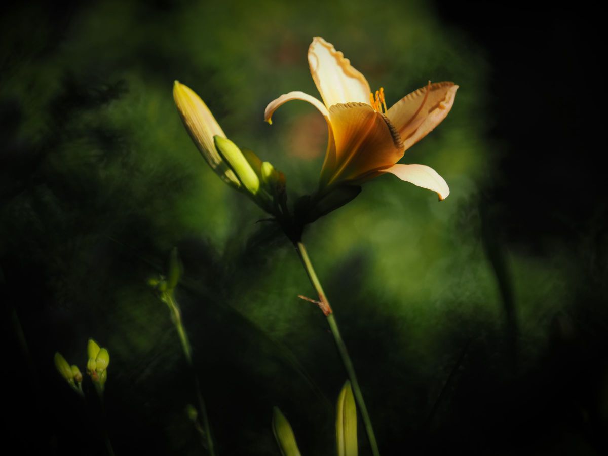 ヘメロカリス | GANREF