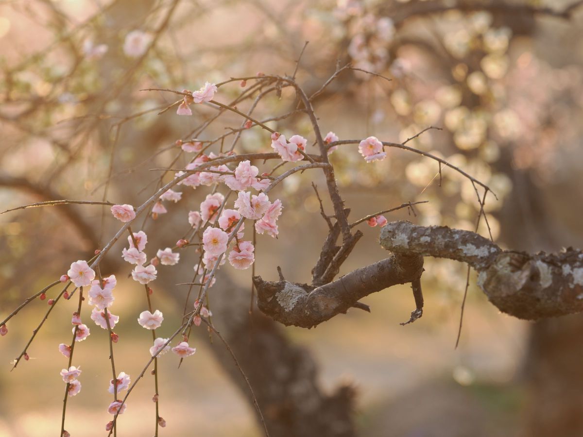 梅 2024-18 | GANREF