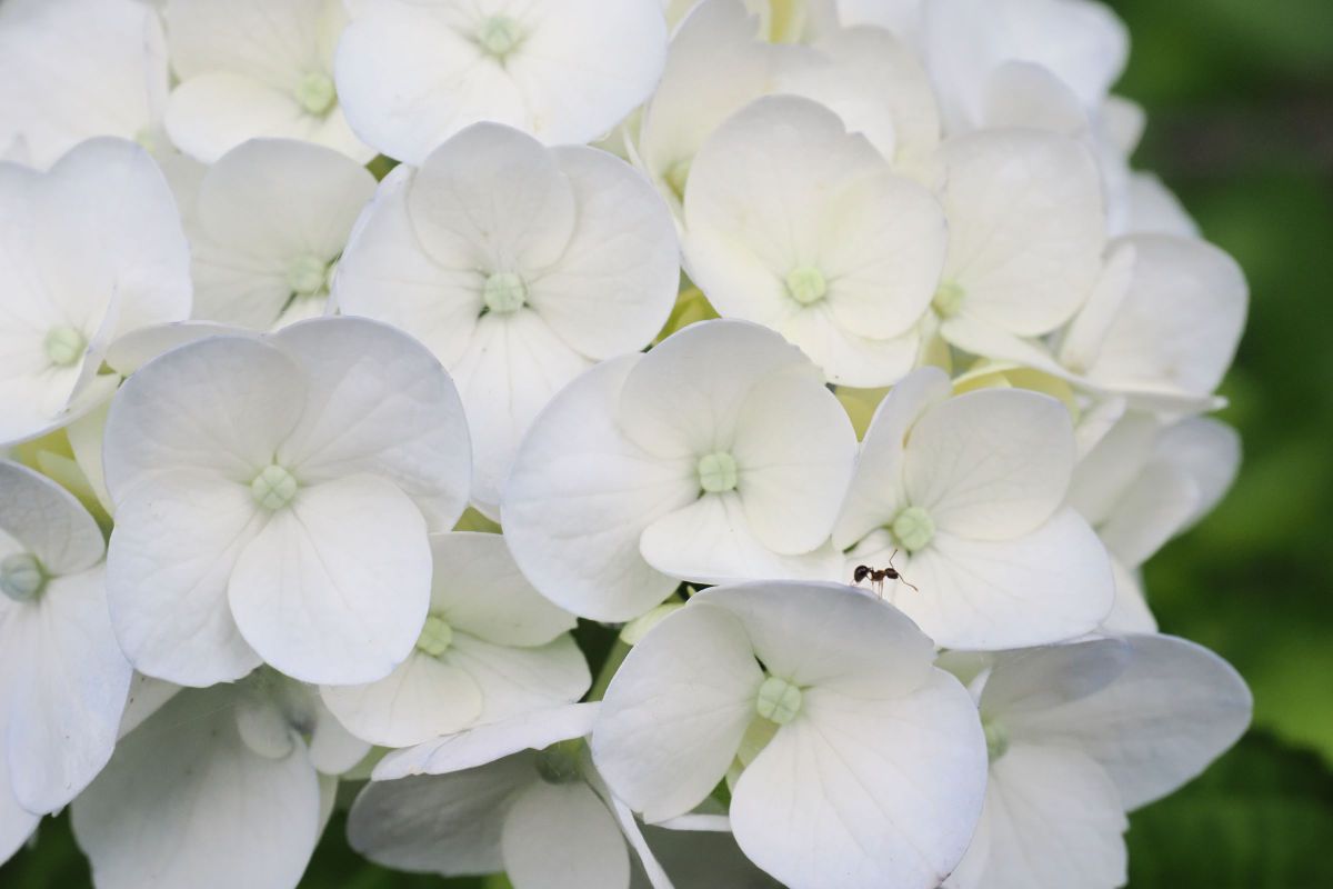 紫陽花 2025-9 | GANREF