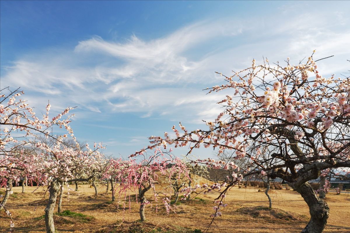 梅 2025-28 | GANREF