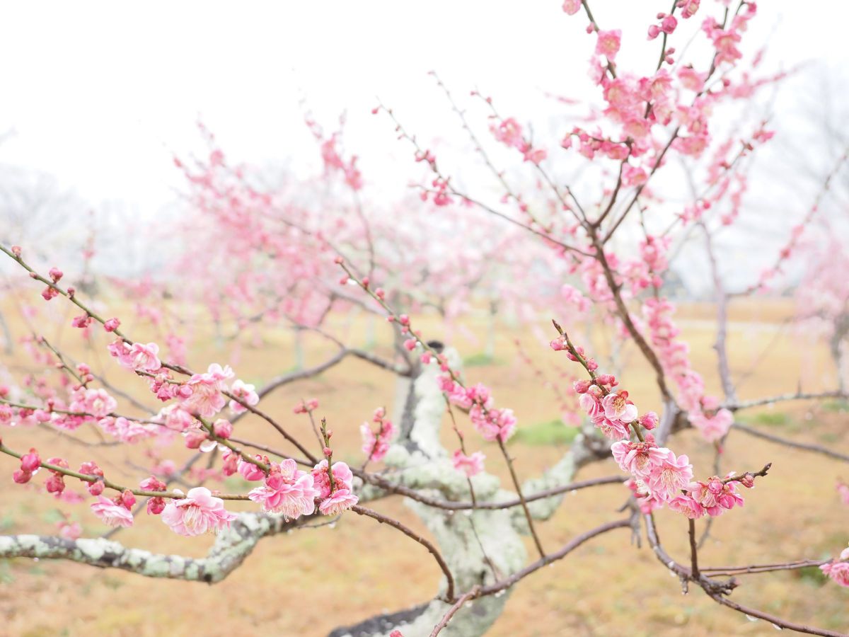 梅 2025-23 | GANREF