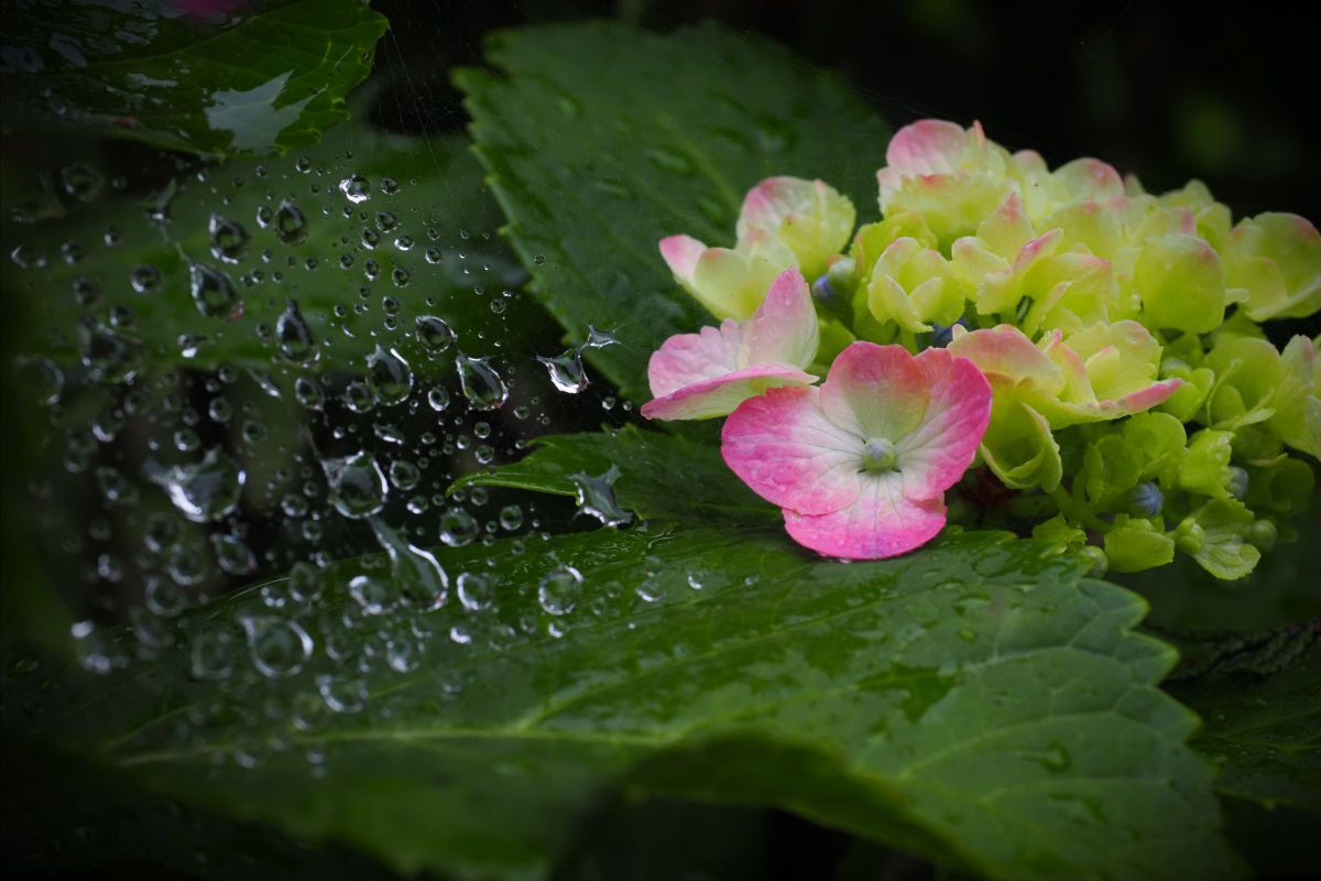 紫陽花 2025-7 | GANREF