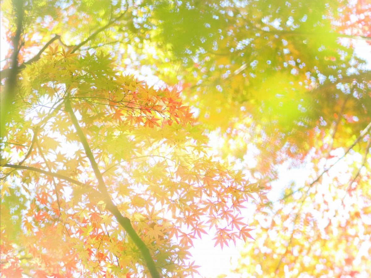 紅葉 2024-10 | GANREF