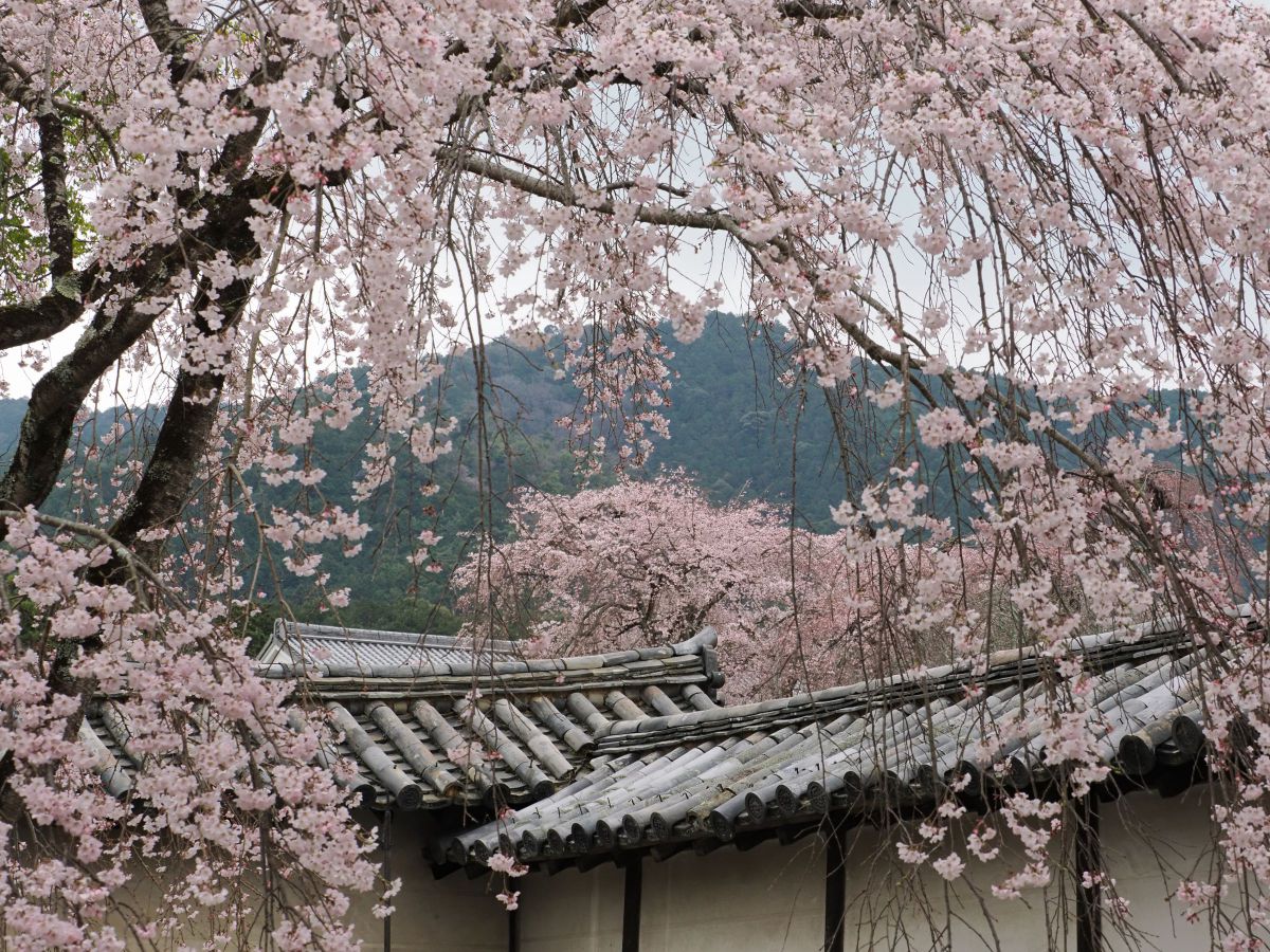 桜 2025-23 | GANREF