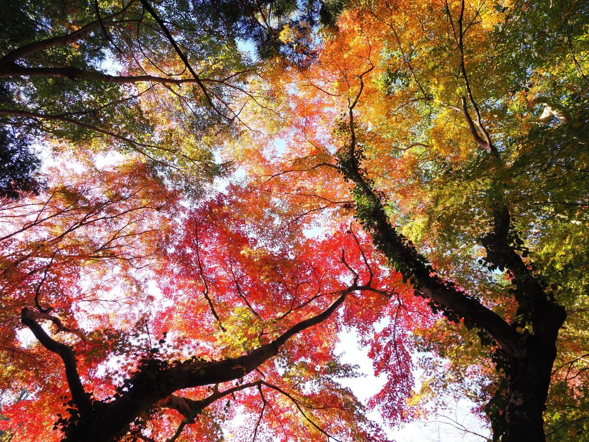 紅葉 2023-31 | GANREF