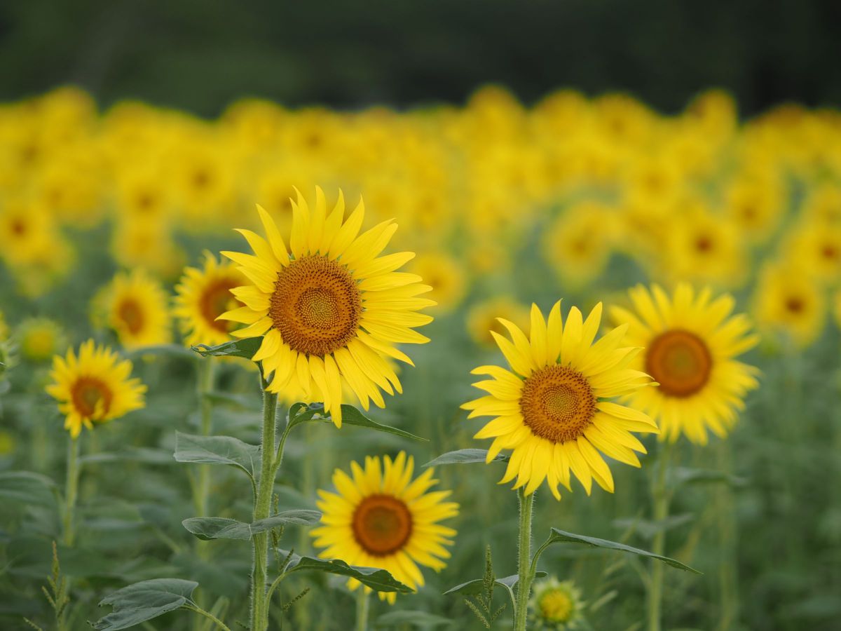 ヒマワリ 2025-3 | GANREF