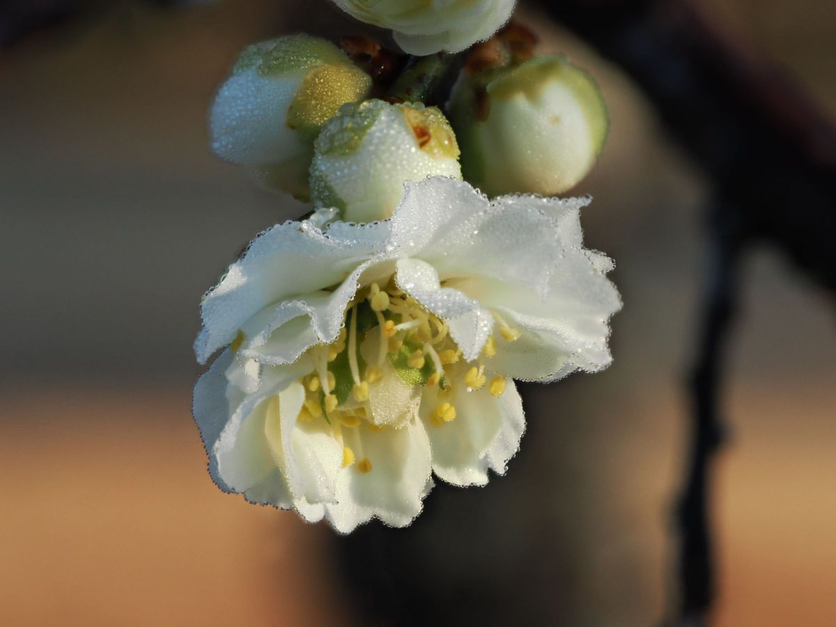 梅 2025-10 | GANREF