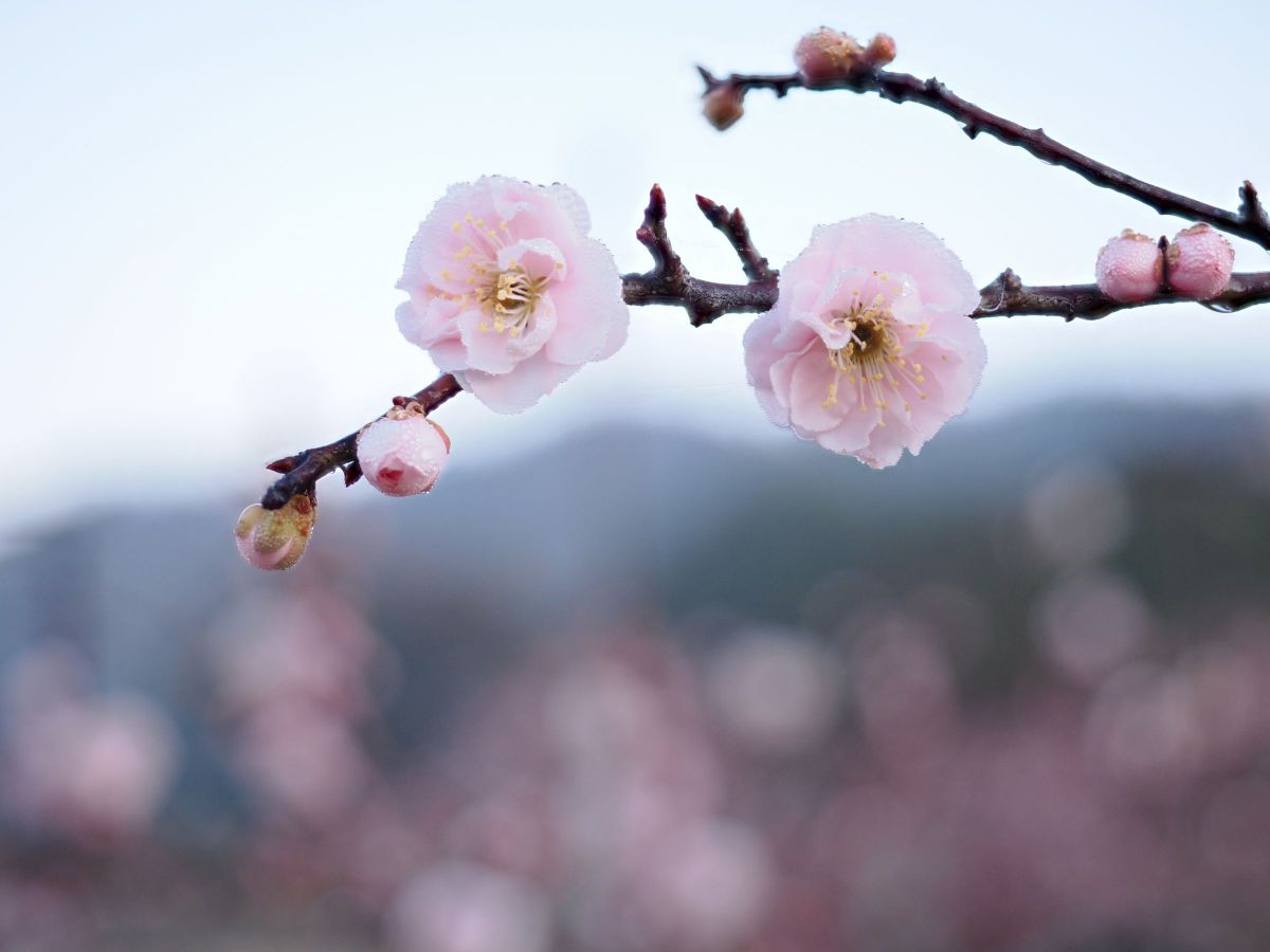 梅 2025-18 | GANREF