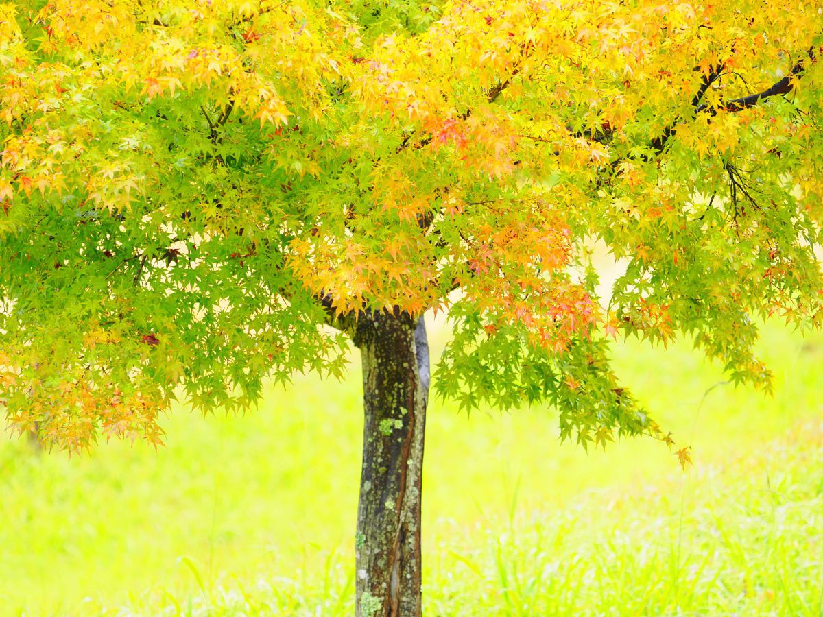 紅葉 2023-11 | GANREF