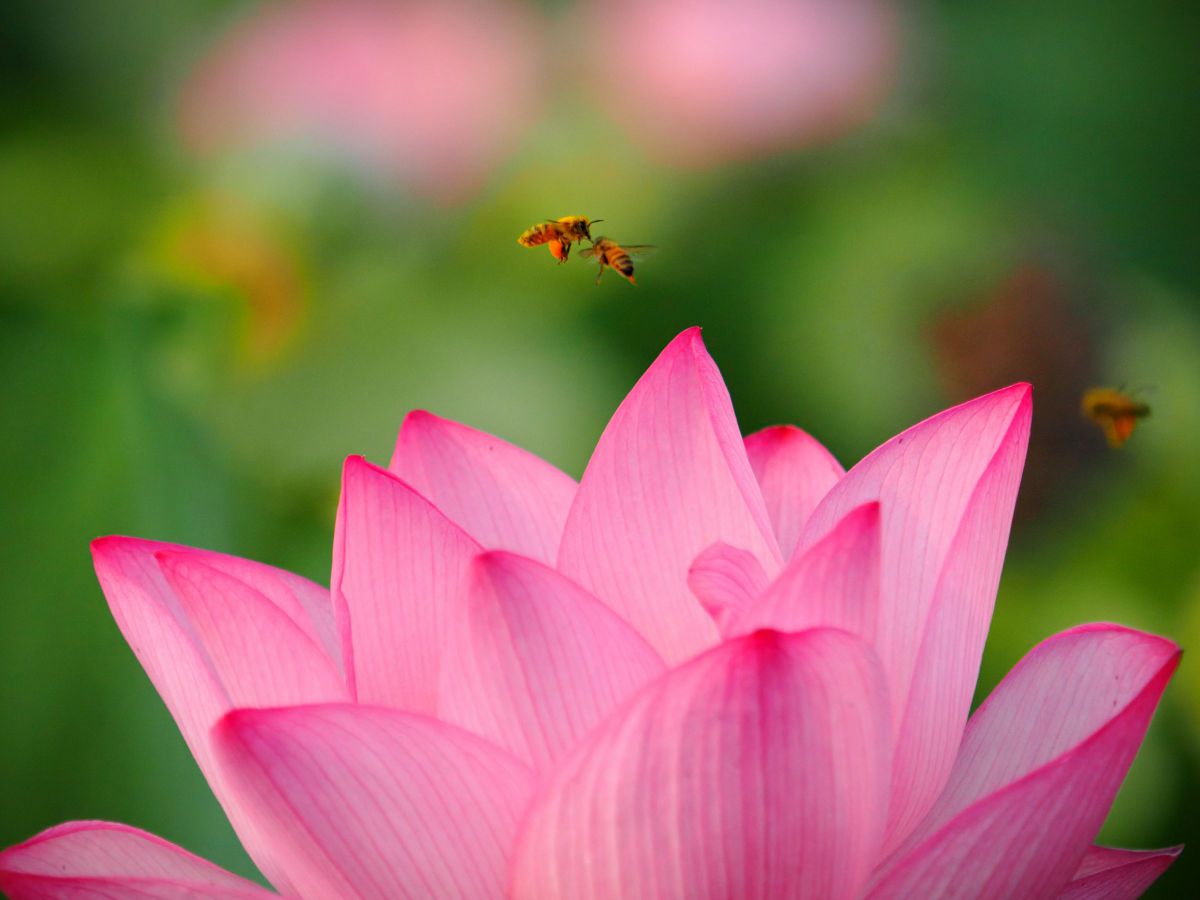 蓮 2025-21 | GANREF