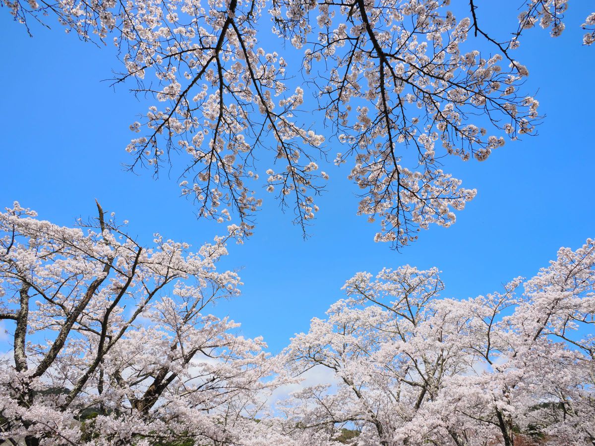 桜 2025-34 | GANREF