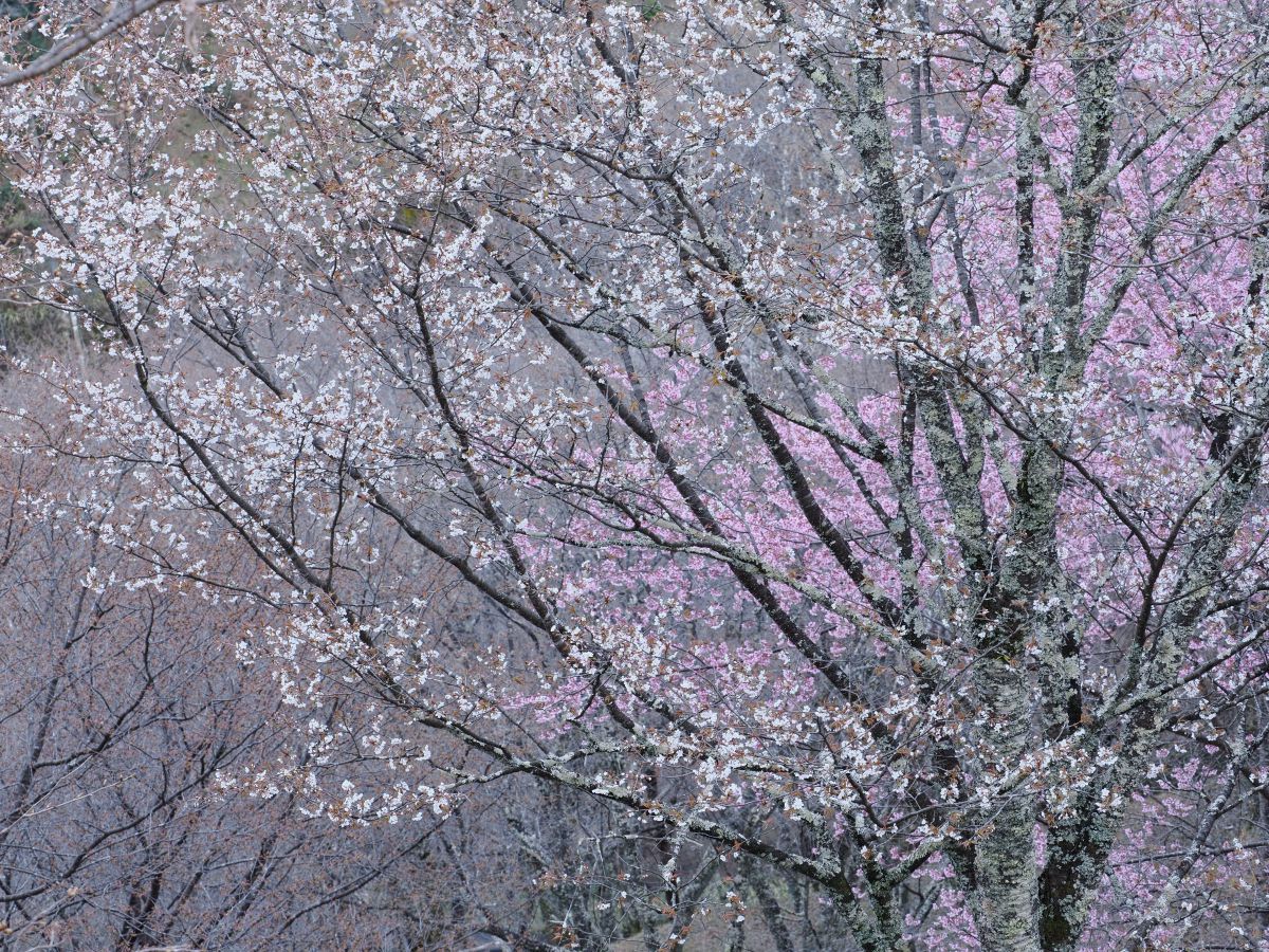 桜 2025-21 | GANREF