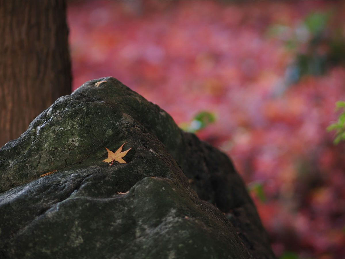 紅葉 2024-26 | GANREF