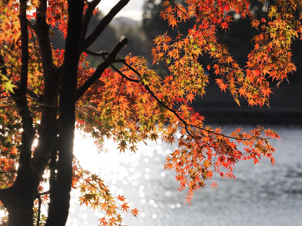 紅葉 2023-24 | GANREF