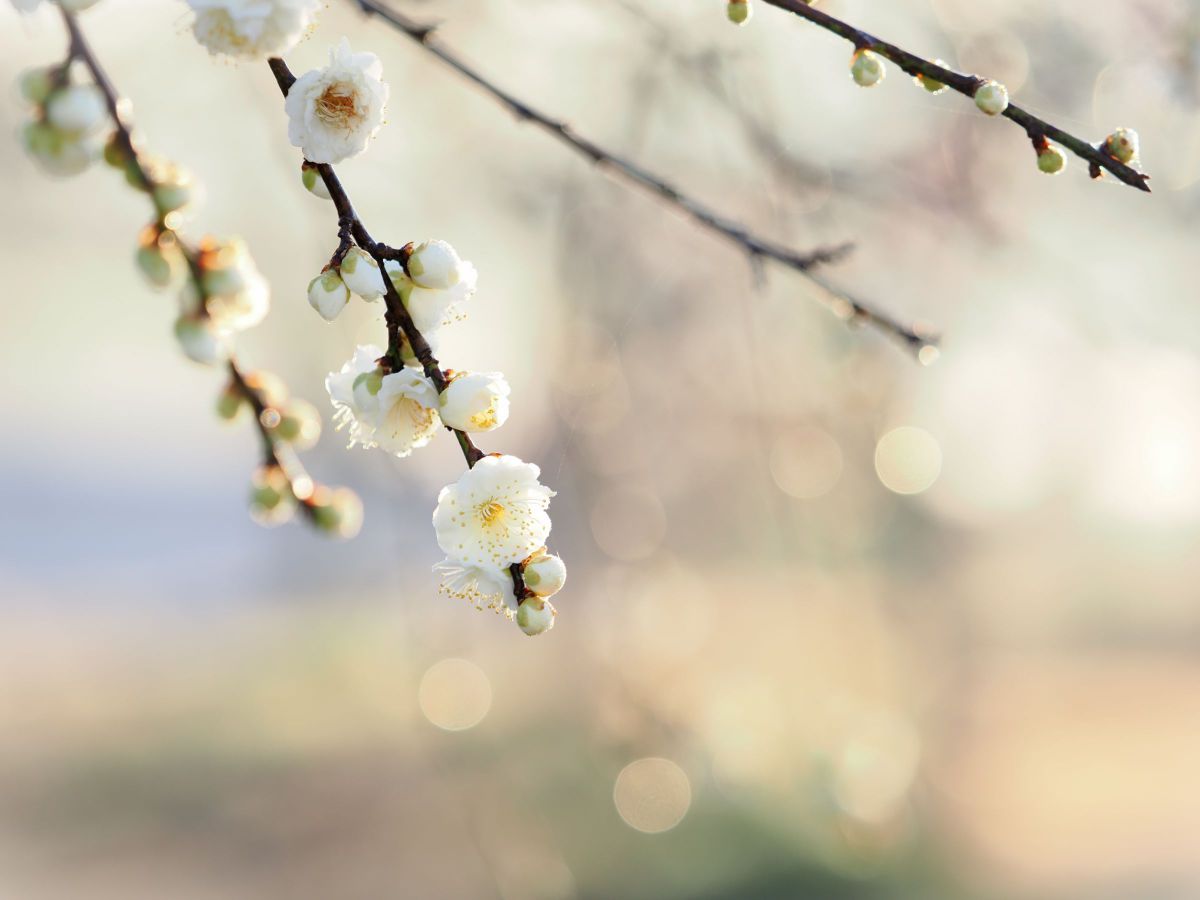 梅 2025-17 | GANREF