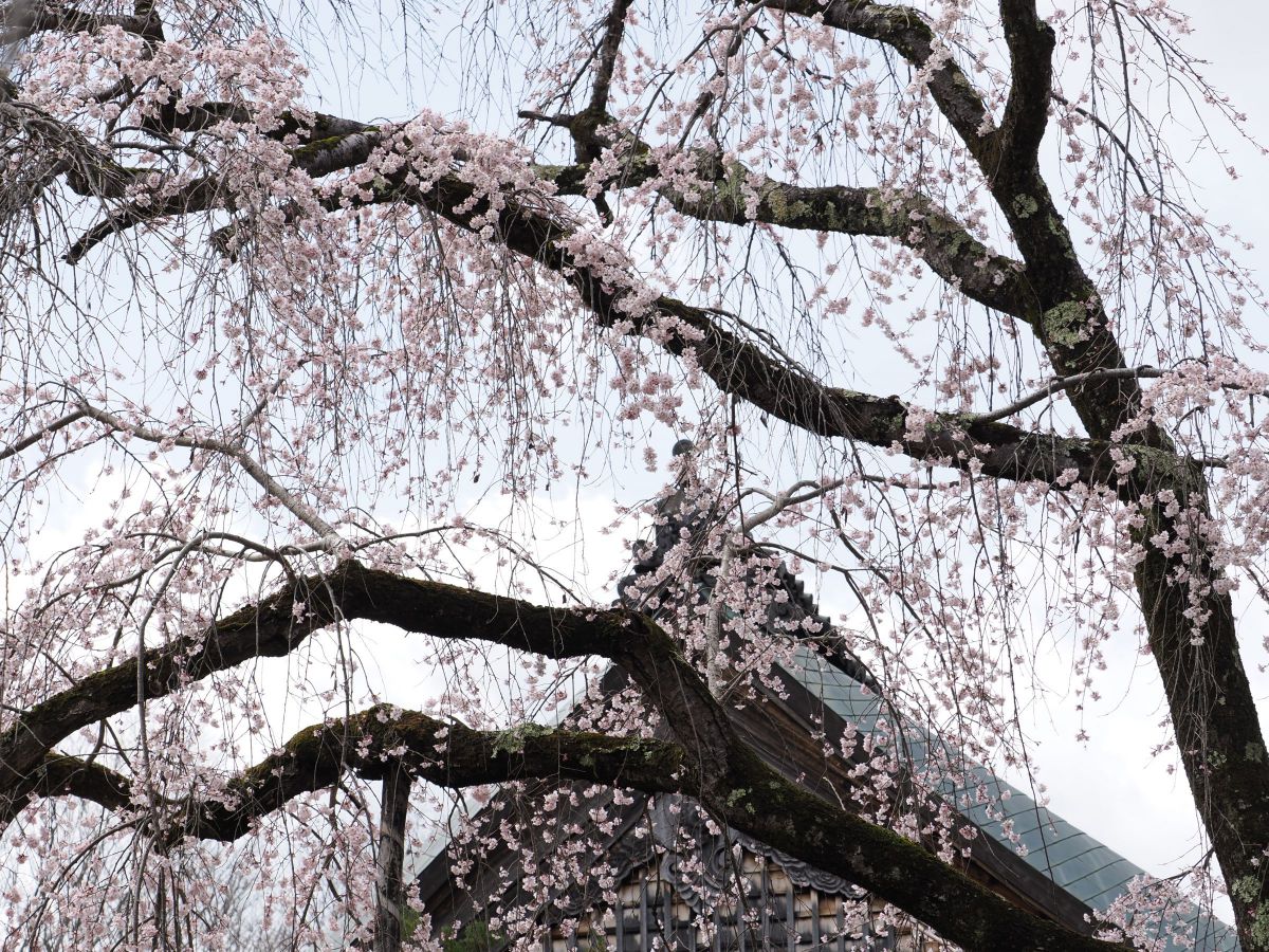 桜 2025-18 | GANREF