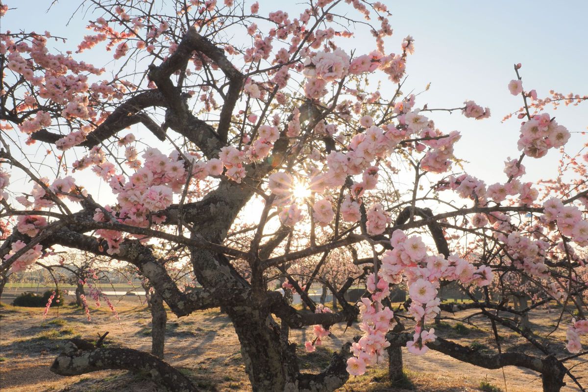 梅 2025-24 | GANREF