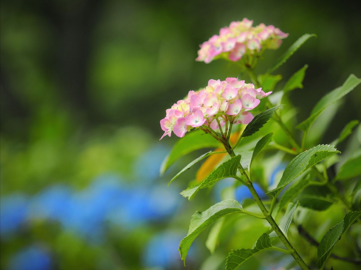 紫陽花 2025-3 | GANREF